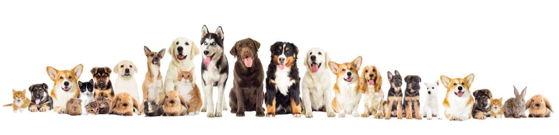 Petclassifieds Case Study - PubWise